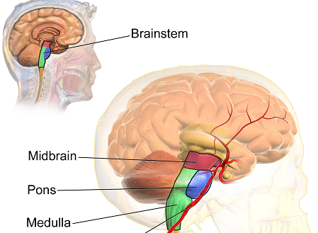 Structure and Function of Brain | New Health Guide