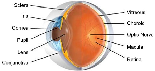 Iris Functions And Common Diseases New Health Guide